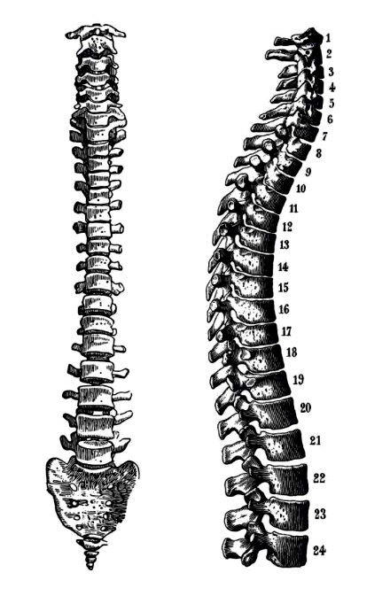 Florian Gaubert - Ostéopathie et syndrome du Lacertus Fibrosus