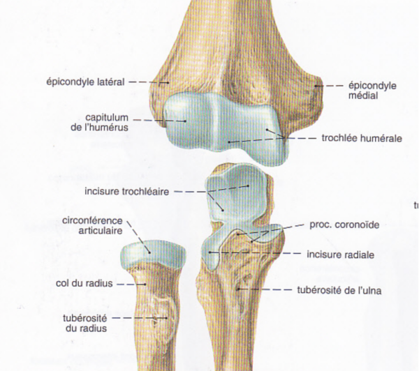Florian Gaubert - Ostéopathie et épicondylite ou "tennis elbow"