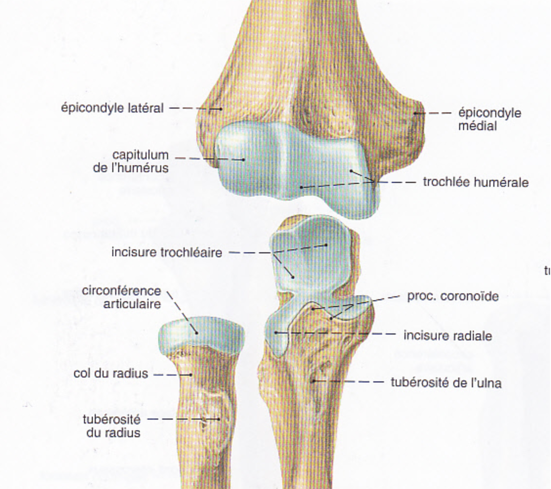 Florian Gaubert - Ostéopathie et épitrochléite