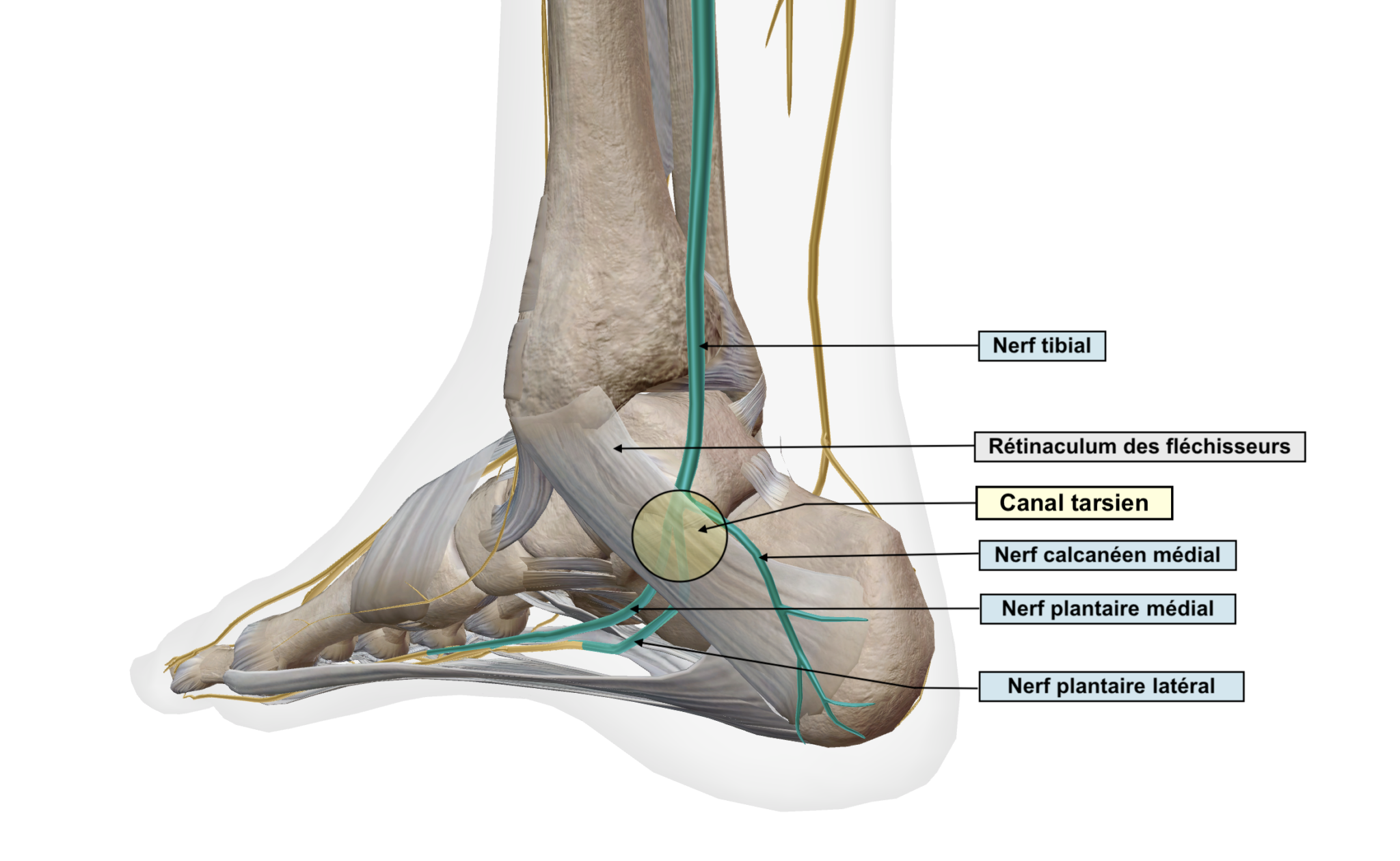 Florian Gaubert - Le syndrome du canal tarsien