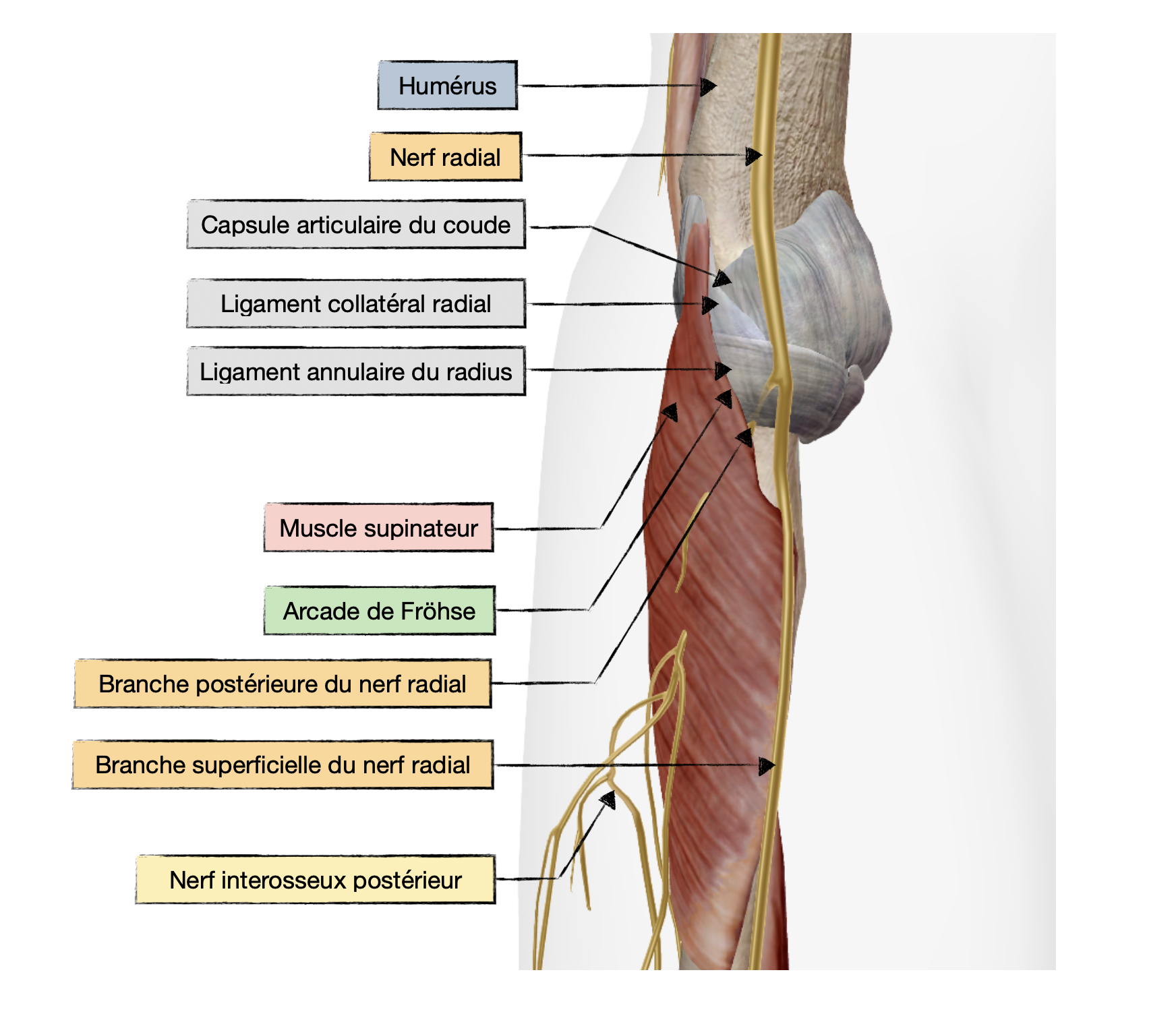 Florian Gaubert - Ostéopathie et syndrome de l’arcade de Fröhse